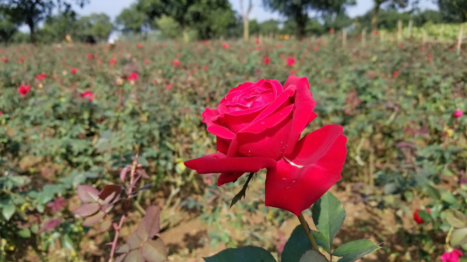 গোলাপ গ্রাম ভ্রমণ গাইড: যাবার উপায়, খরচ - ট্রিপ পেইন্টার